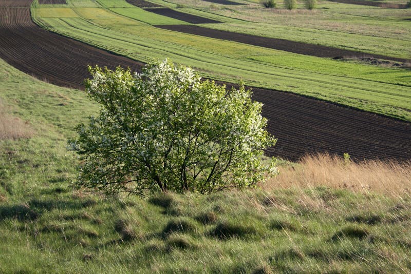 Bush and field stock photo. Image of flower, seasonal - 4608506