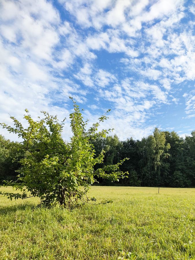 The only Bush in the Field at the Edge of the Summer Forest Stock Image ...