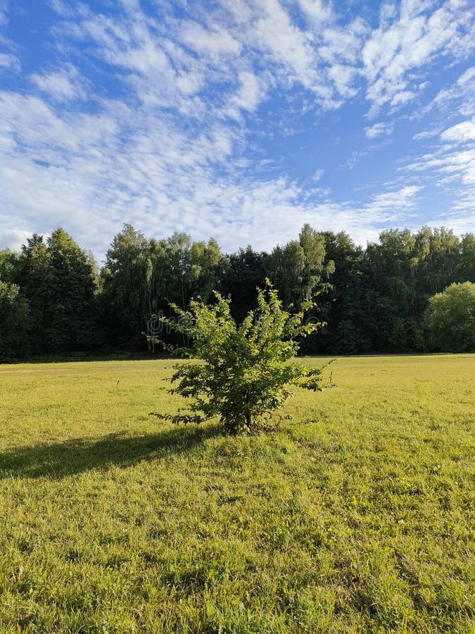 The only Bush in the Field at the Edge of the Summer Forest Stock Image ...