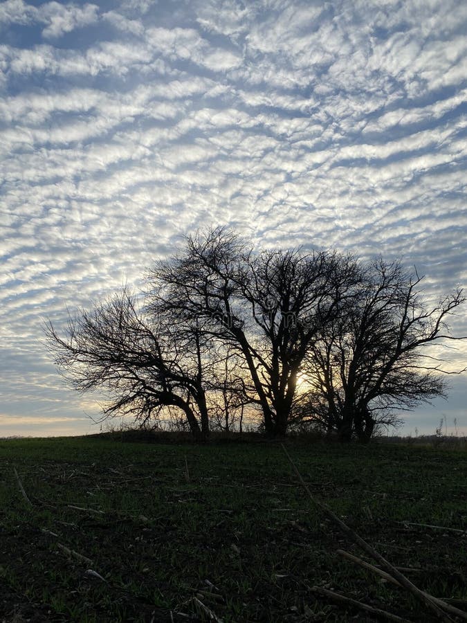 Bush in a field stock photo. Image of bush, beautiful - 239192340