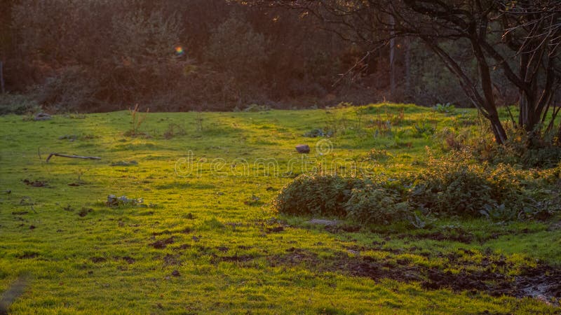 Bush in a Field with the Sunset Light Stock Photo - Image of scenery ...