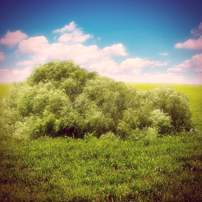Bush in the Fields stock image. Image of rural, beautiful - 49141825