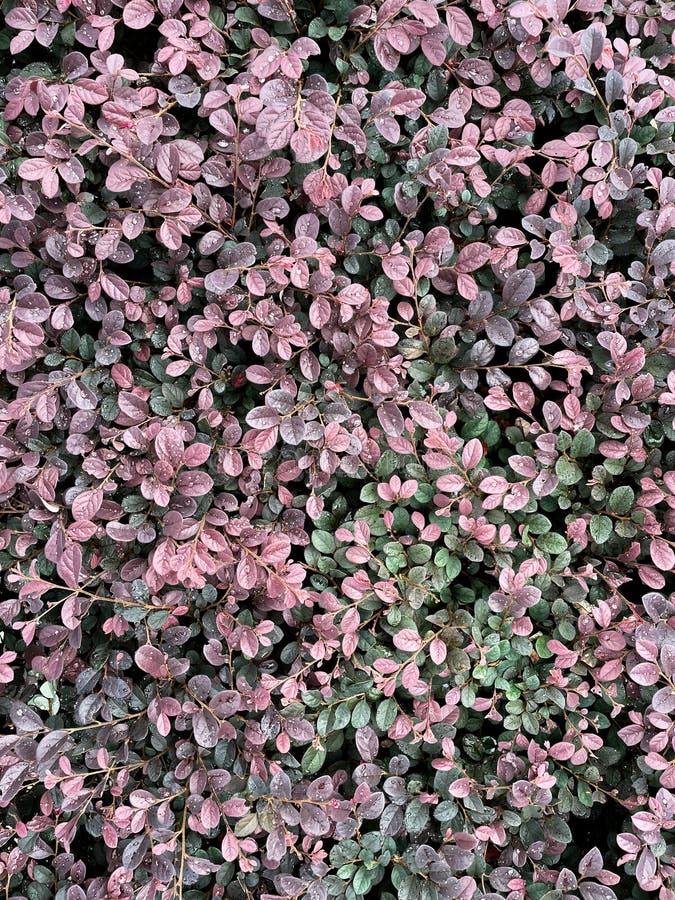 A Bush Fill the Entire Frame Stock Photo - Image of conservation ...