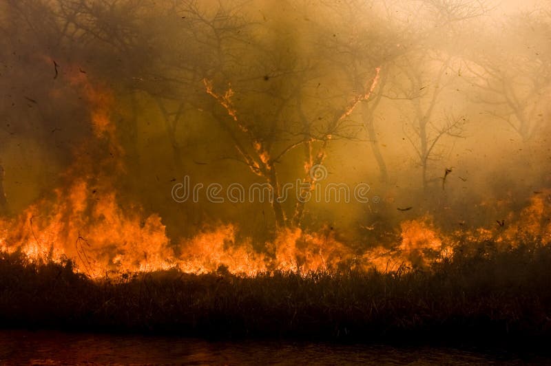 Bush Fire stock image. Image of bush, veld, burning, grass - 891853