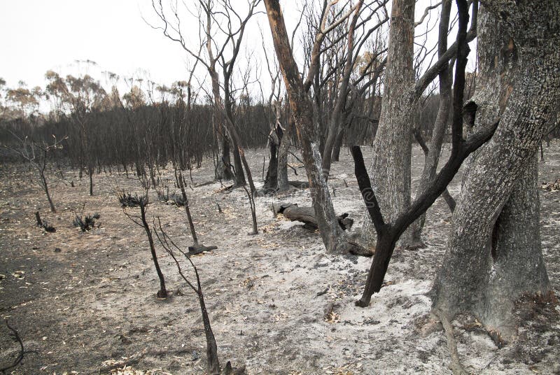 Australia Bush Fire: Burnt Grass Tree Regenerating Stock Photo - Image ...