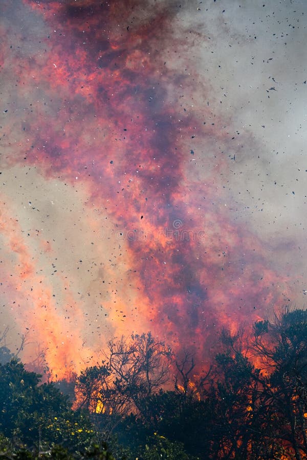 Bush Fire stock image. Image of bush, veld, burning, grass - 891853