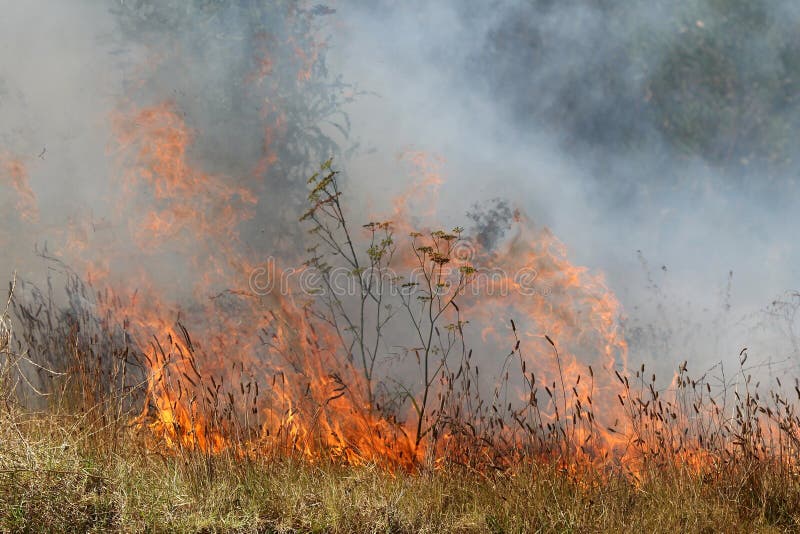 Bush Fire stock image. Image of bush, veld, burning, grass - 891853