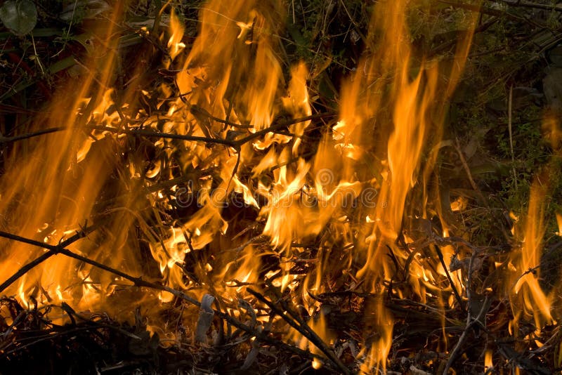 Bush fire stock image. Image of heat, flames, fire, burning - 26253439