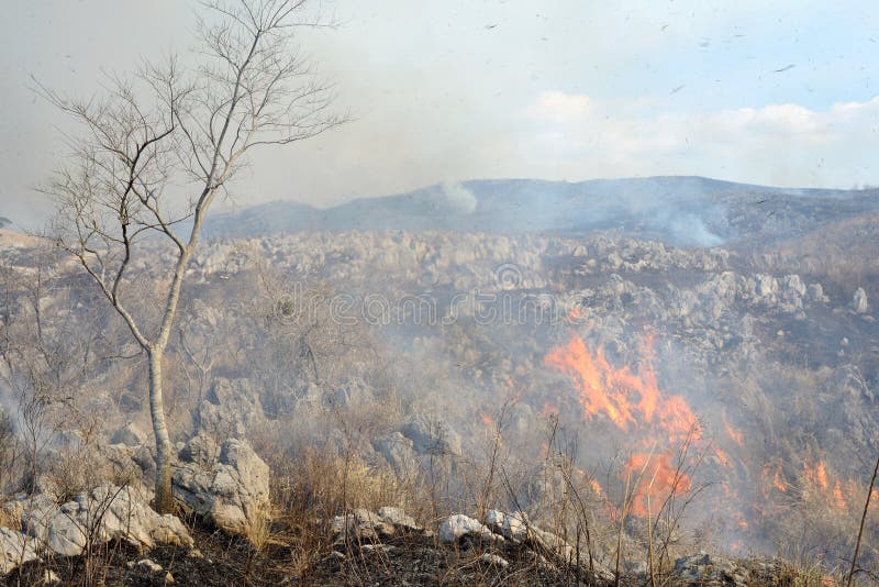 Bush fire stock photo. Image of damage, destruction, danger - 38216226