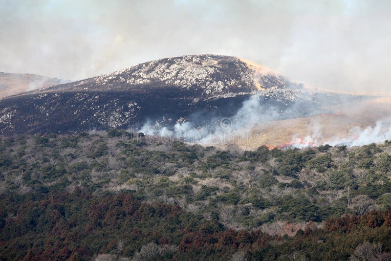 Bush fire stock photo. Image of damage, destruction, danger - 38216226
