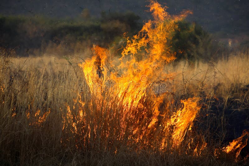 Bush Fire stock image. Image of bush, veld, burning, grass - 891853