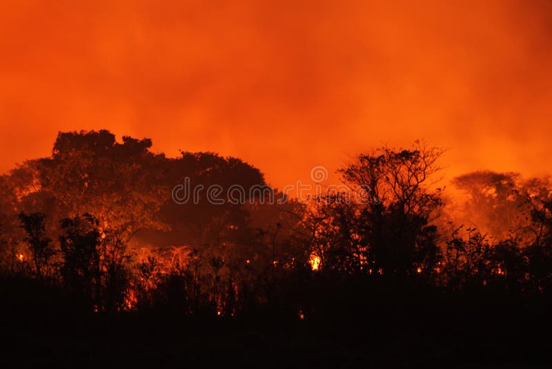 Bush Fire stock image. Image of trees, burn, african - 100838633