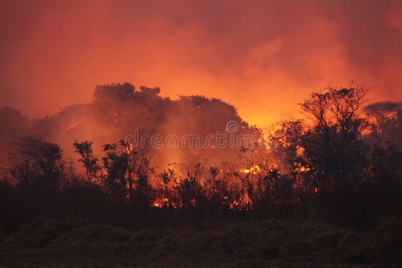Bush Fire stock photo. Image of bush, fire, trees, burning - 100838642