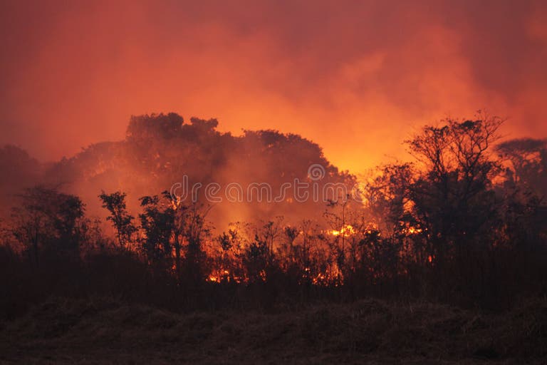 African Bush Fire Night Stock Photos - Free & Royalty-Free Stock Photos ...