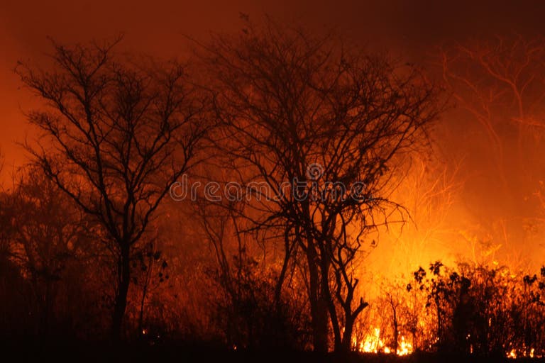 African Bush Fire Night Stock Photos - Free & Royalty-Free Stock Photos ...