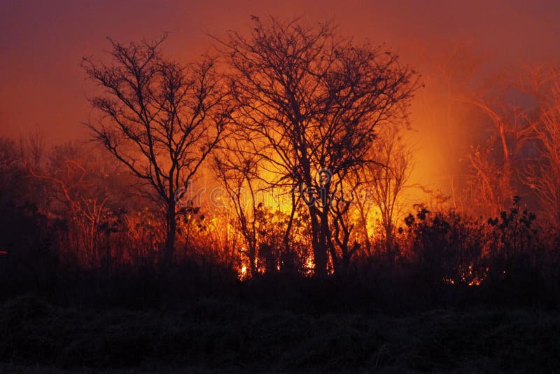 389 African Bush Fire Stock Photos - Free & Royalty-Free Stock Photos ...