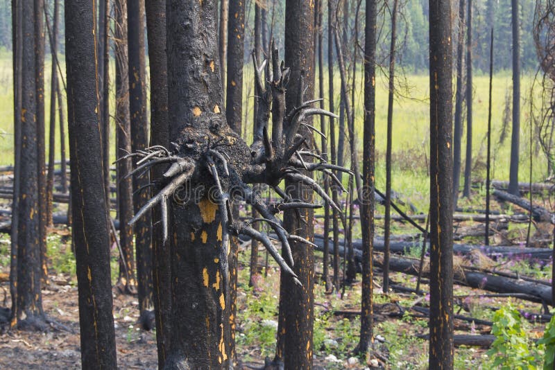 Bush fire 1141 stock photo. Image of fireplace, carbonize - 47477332