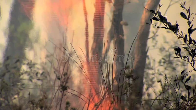 Bush fire stock footage. Video of plants, flames, bush - 46072992
