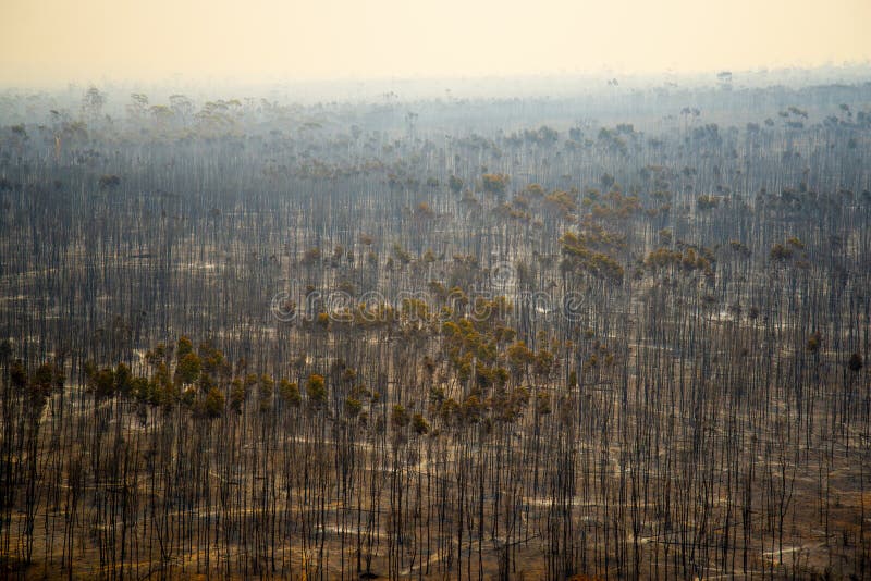 Bush Fire Devastation stock image. Image of tree, destruction - 168338773