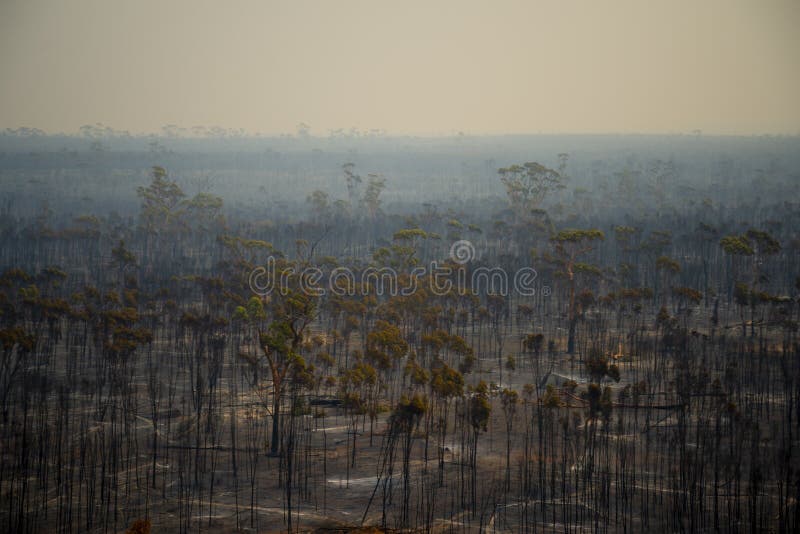 Bush Fire Devastation stock image. Image of tree, destruction - 168338773