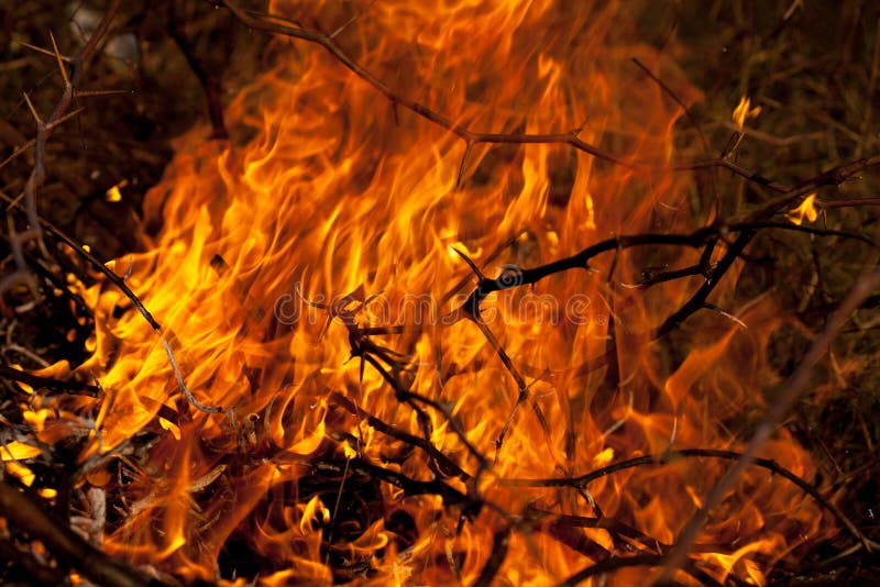 Bush fire stock photo. Image of bush, fire, bushes, disaster - 168827518