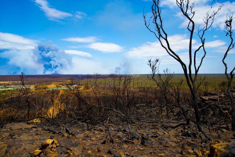 Bush Fire Burnt Trees stock image. Image of devastation - 175248839