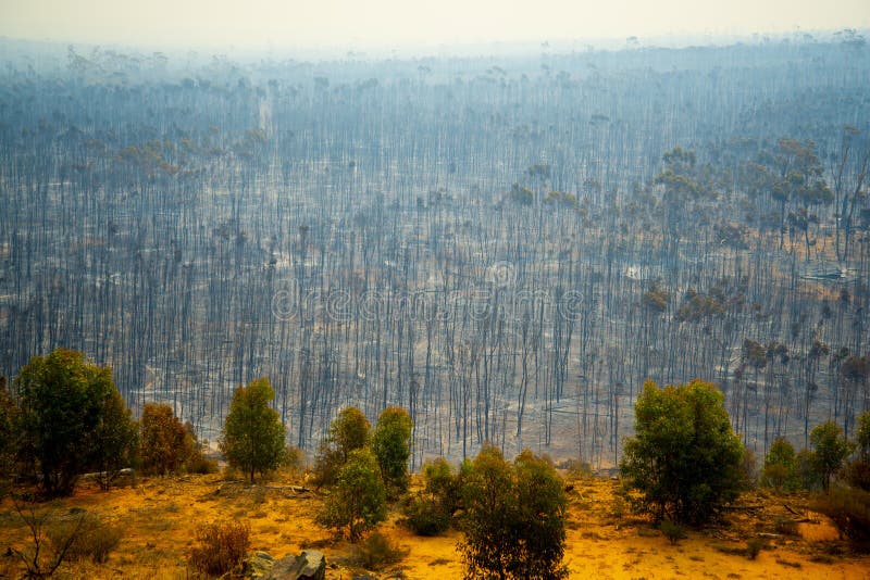 Bush Fire Devastation stock image. Image of tree, destruction - 168338773
