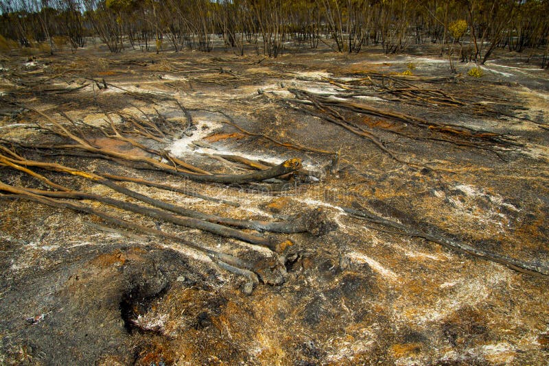 Bush Fire Devastation stock image. Image of tree, destruction - 168338773