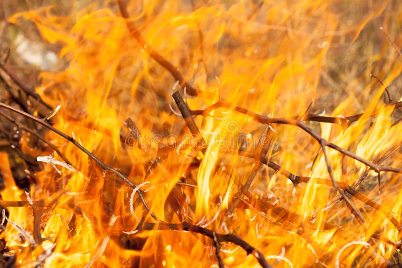 Bush fire and flames stock image. Image of disaster - 168827665