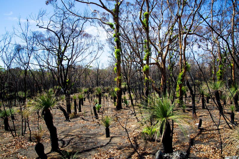 Bush Fire Forest Regeneration Stock Photo - Image of australia, black ...