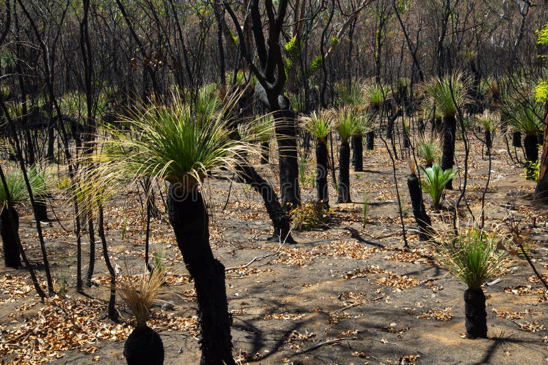 Forest Growth Regeneration stock photo. Image of outback - 272412334