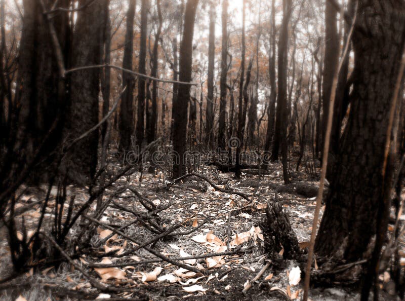 Bush Fire Scene stock photo. Image of bush, black, leaves - 320