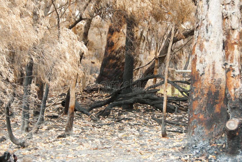 Bush Fire Devastation stock image. Image of tree, destruction - 168338773