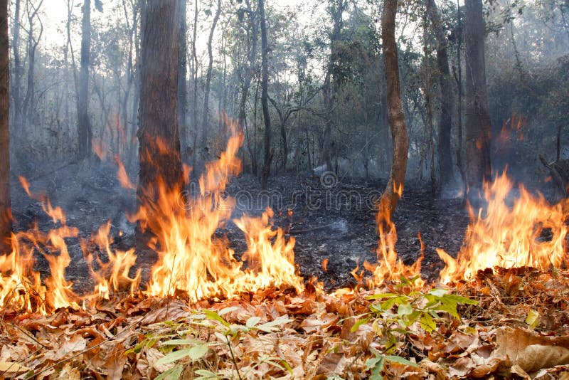 Bush Fire in Tropical Forest Stock Image - Image of smoky, tropical ...