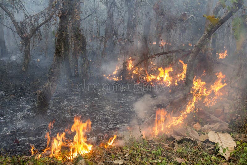 Bush Fire in Tropical Forest Stock Image - Image of flame, thailand ...