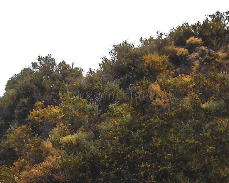 Bush Flora Trees Isolated Photo Stock Image - Image of trees, plants ...