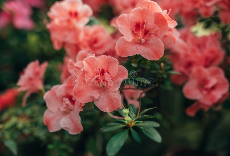 Bush of flowering azaleas stock photo. Image of flowering - 174015590