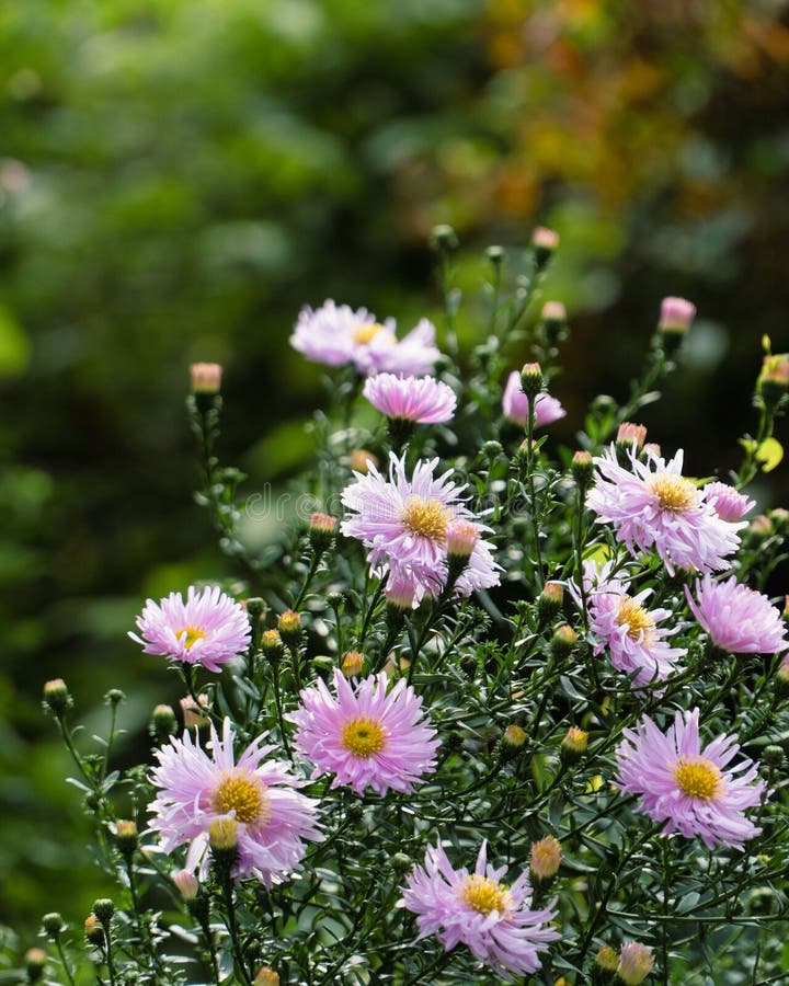 Bush of Flowering Michaelmas Daisy, Vertical Stock Image - Image of ...