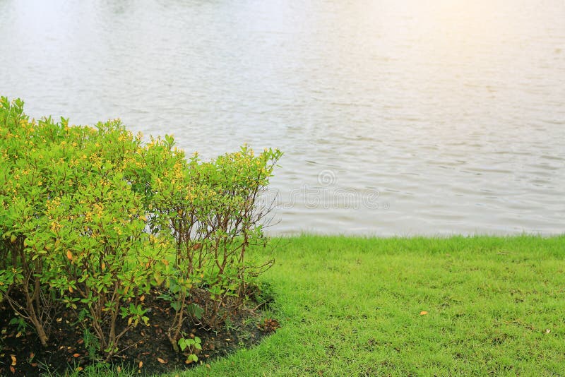 Bush of Flowers Near Pond on the Background of Water Stock Photo ...