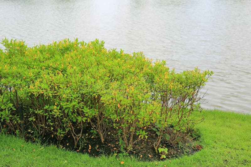 Bush of Flowers Near Pond on the Background of Water Stock Photo ...