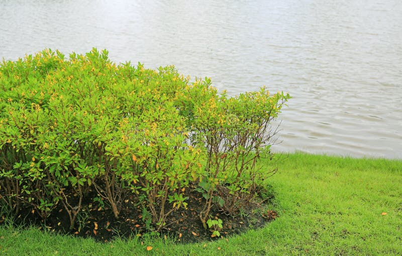 Bush of Flowers Near Pond on the Background of Water Stock Image ...