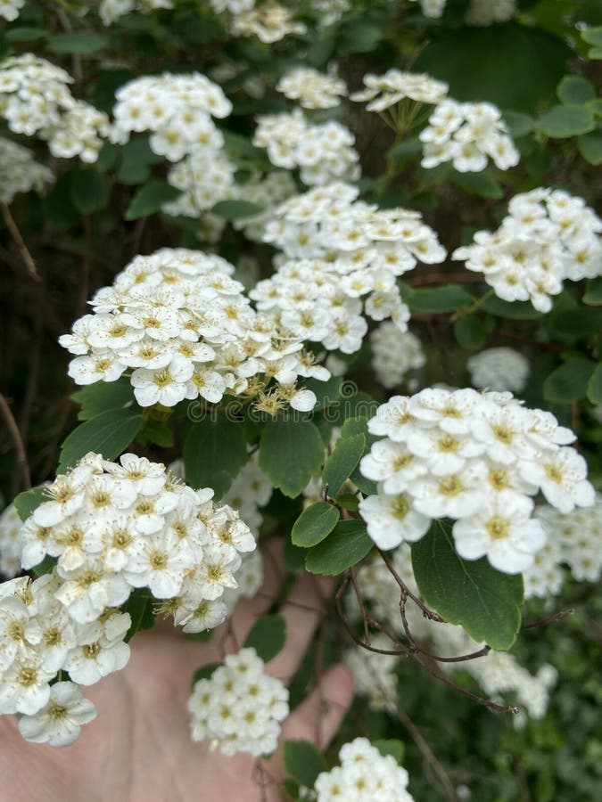 Bush Flowers Spiraea Nipponica Stock Photo - Image of spiraea, blossom ...