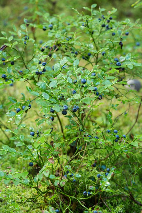 A Bush with a Berry Growing in the Wild Stock Photo - Image of ...