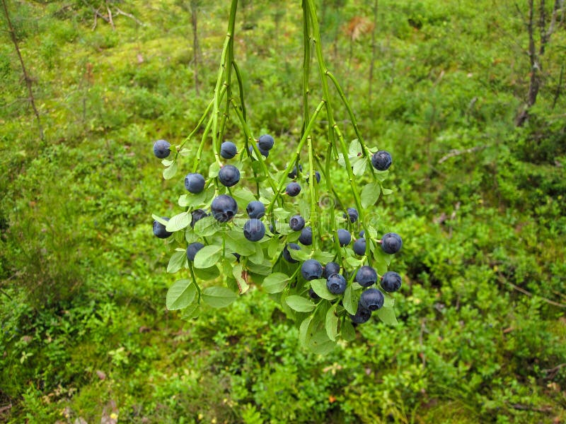 Bush Forest Wild Blueberry with Ripe Blue Berries on Summer Stock Image ...
