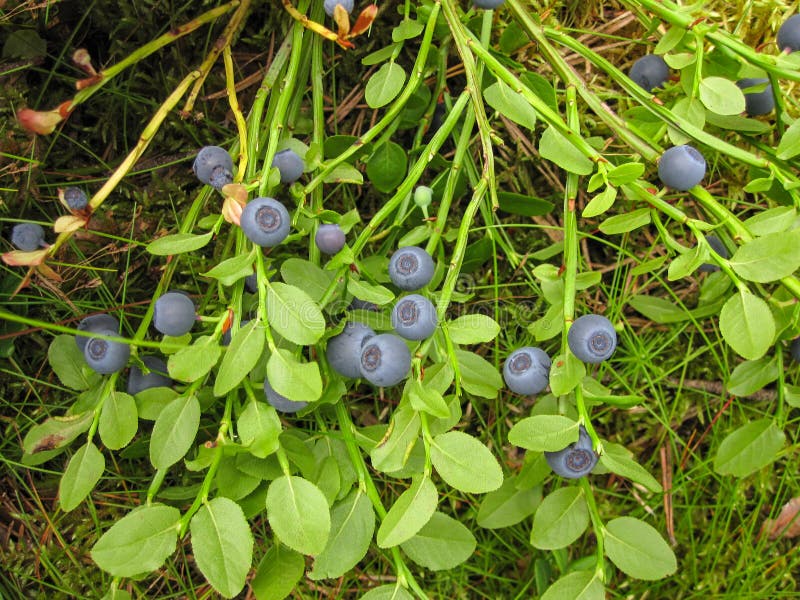 Bush Forest Wild Blueberry with Ripe Blue Berries on Summer Stock Photo ...