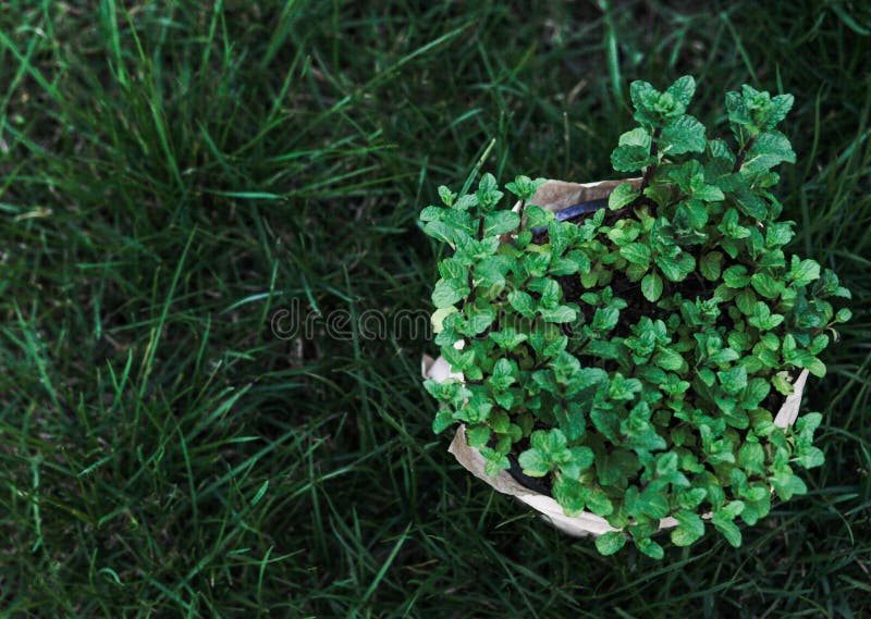 Bush of Fragrant Mint in Pot on the Green Grass Stock Image - Image of ...