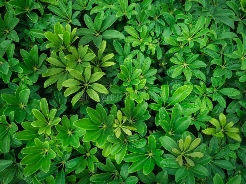 Bush of Fresh Green Leaves Texture Background Stock Photo - Image of ...