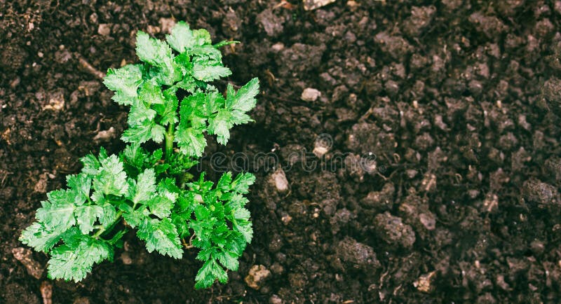 Bush of Fresh Parsley in the Ground, Top View Closeup Stock Image ...