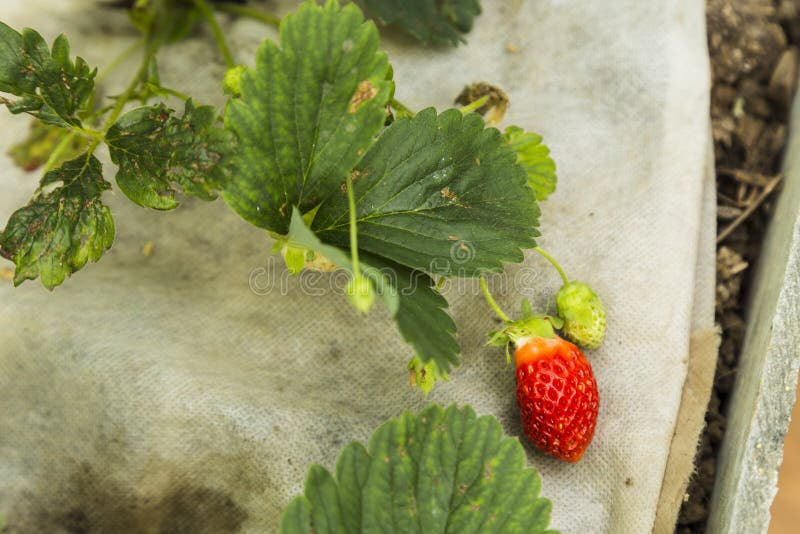 Bush of Fresh Red Strawberry Stock Photo - Image of bush, botany: 74498044