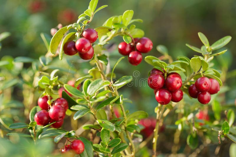 Bush of Fresh Wild Ripe Cowberry in a Forest Stock Photo - Image of ...